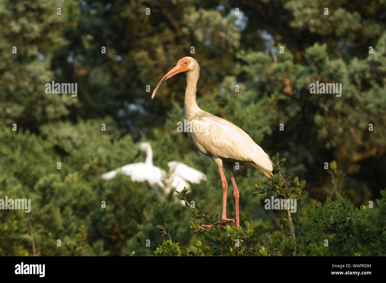 White Ibis :: Eudocimus albus Immature in nesting colony on Ocracoke ...