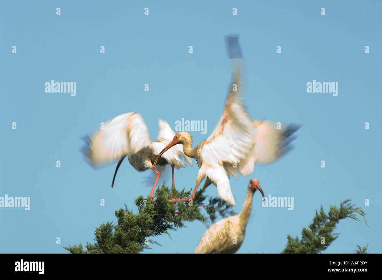 White Ibis :: Eudocimus albus Immature in nesting colony on Ocracoke ...