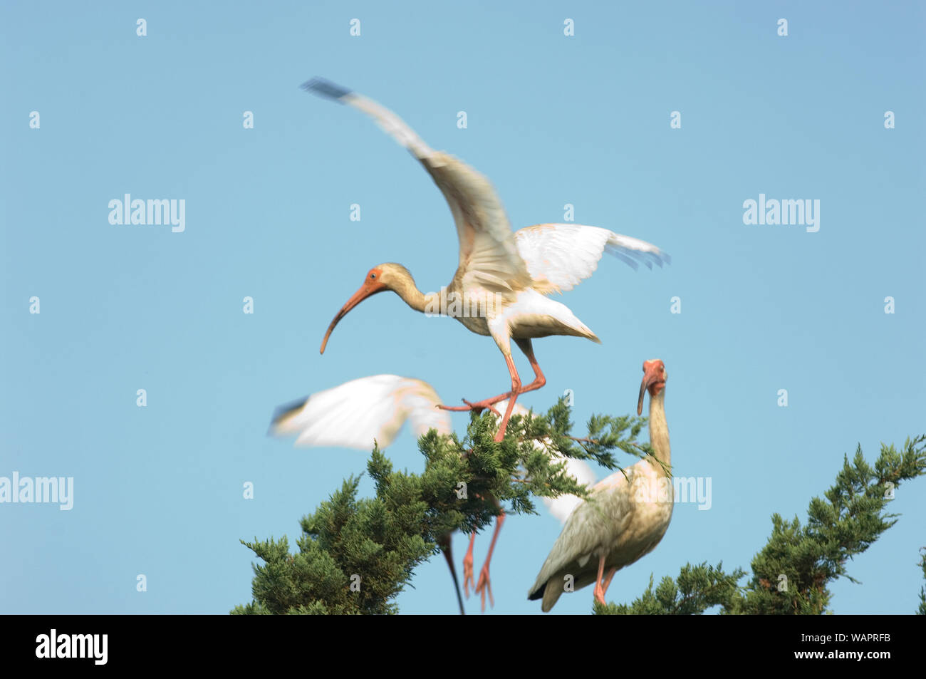 White Ibis :: Eudocimus albus Immature in nesting colony on Ocracoke ...