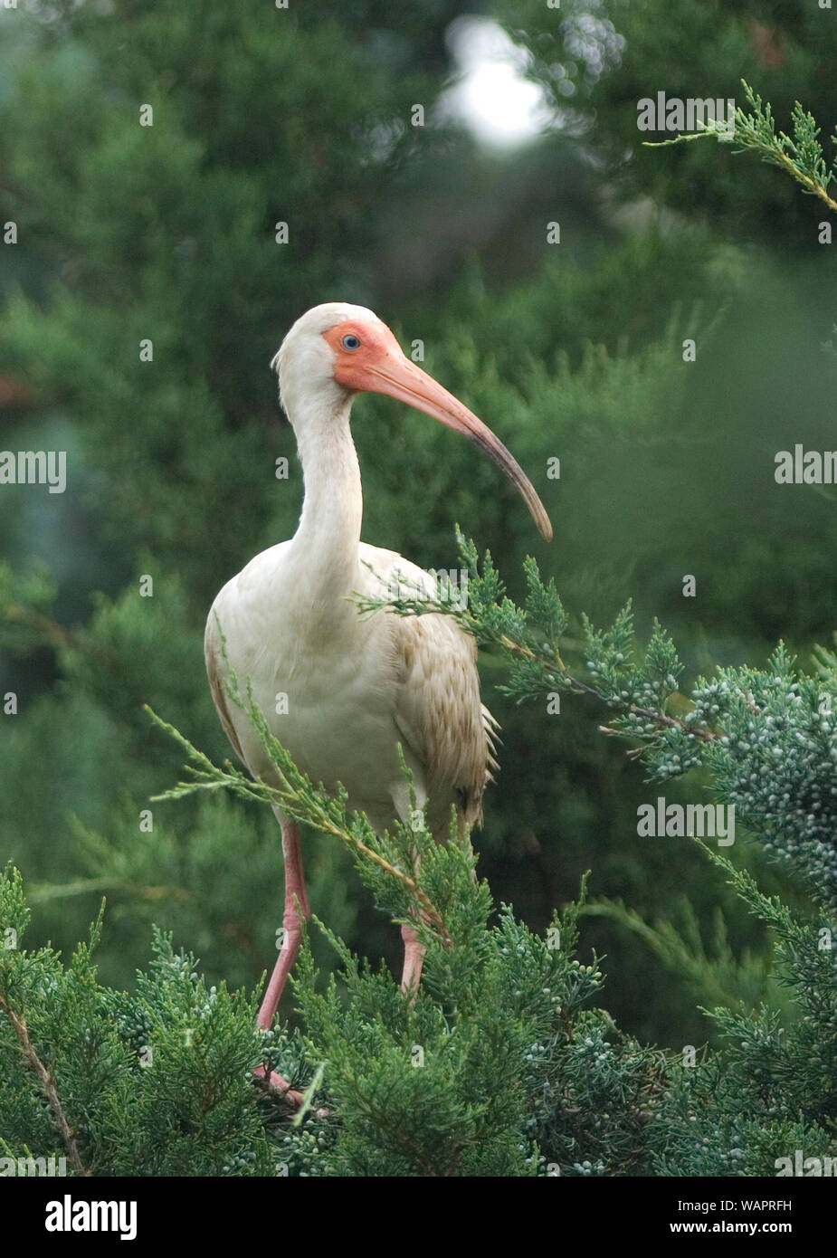 White Ibis :: Eudocimus albus Immature in nesting colony on Ocracoke ...