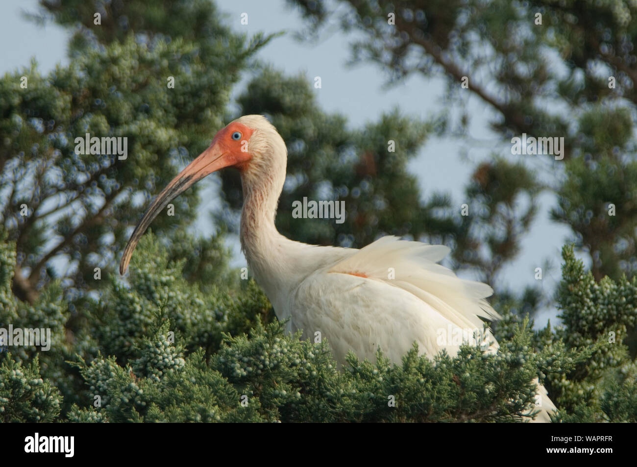 White Ibis :: Eudocimus albus Immature in nesting colony on Ocracoke ...