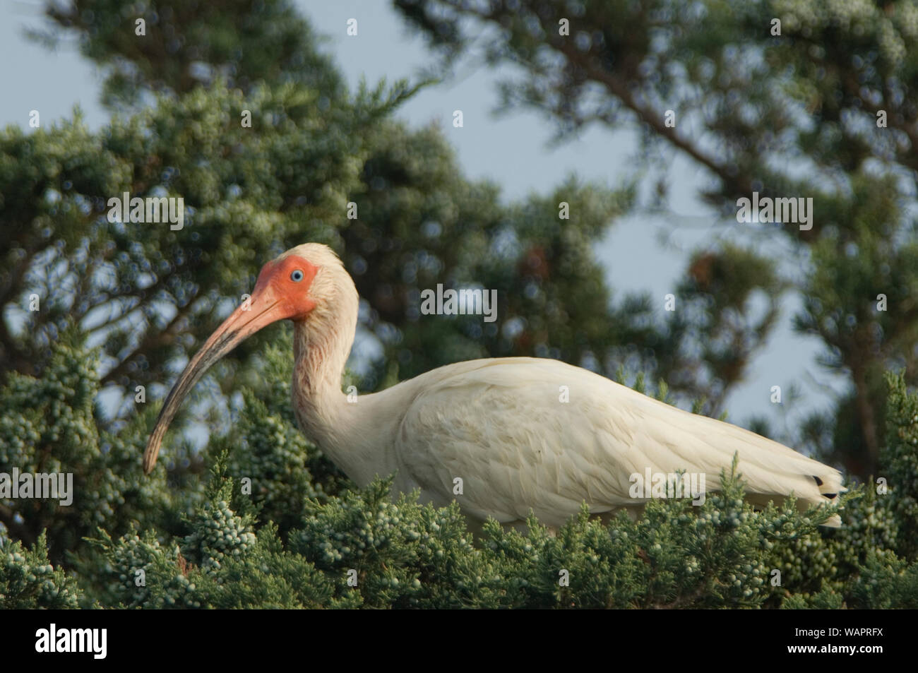 White Ibis :: Eudocimus albus Immature in nesting colony on Ocracoke ...