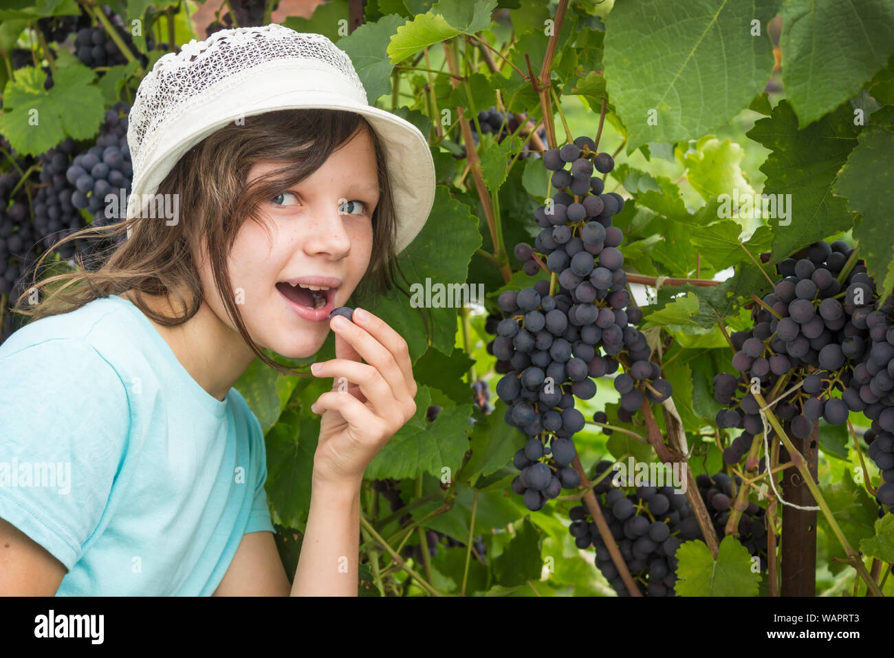 Pass grape hi-res stock photography and images - Alamy