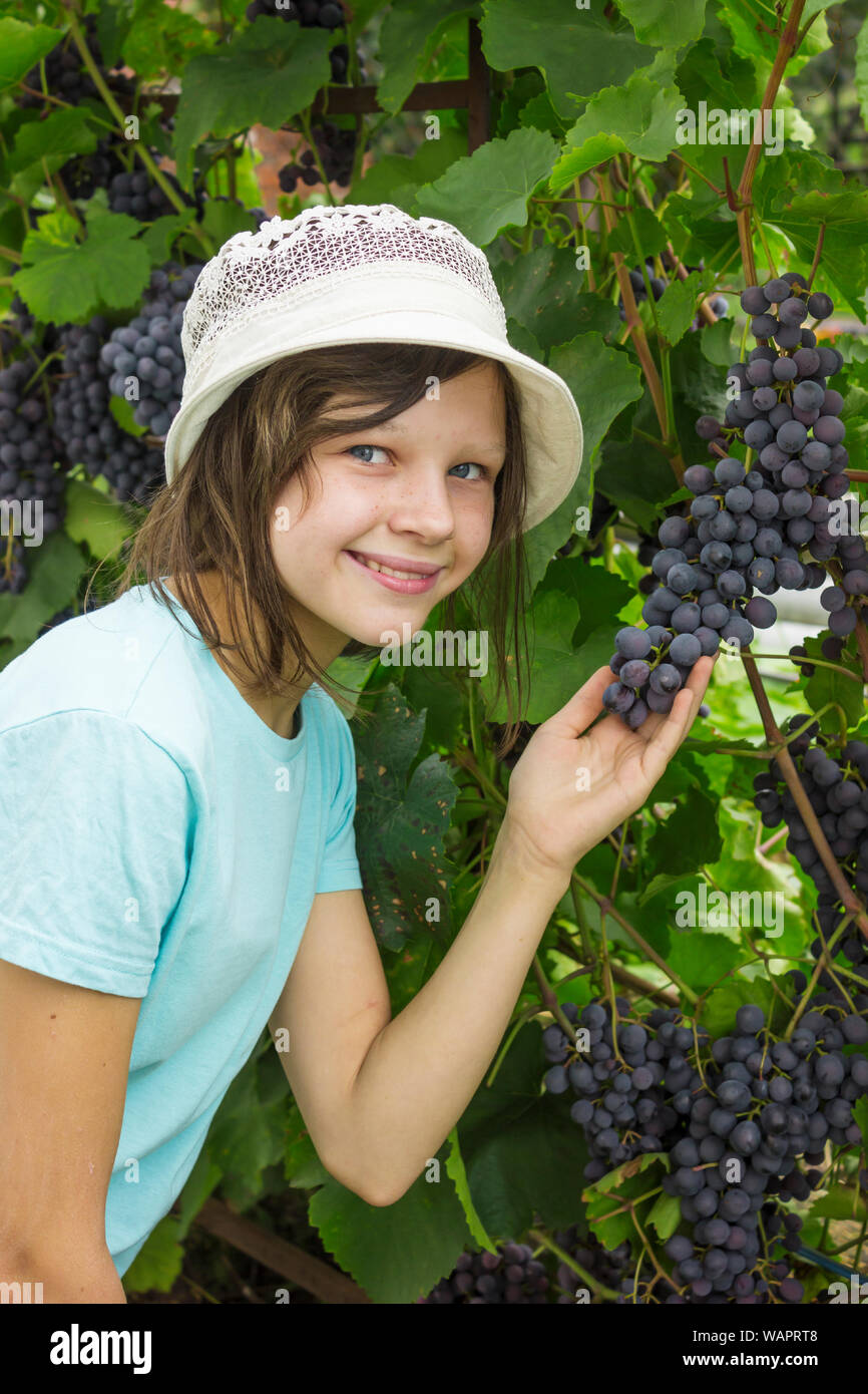 Pass grape hi-res stock photography and images - Alamy