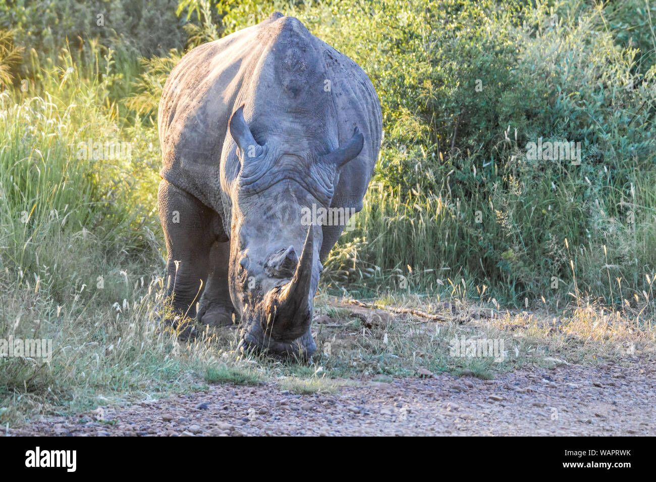 Alert and charging bull white Rhino or Rhinoceros in a nature reserve ...