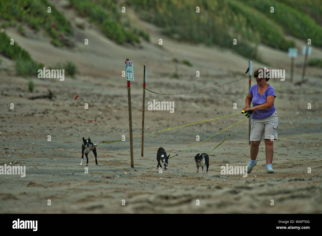 UNITED STATES: June 19, 2017: Human interaction in breeding areas of ...