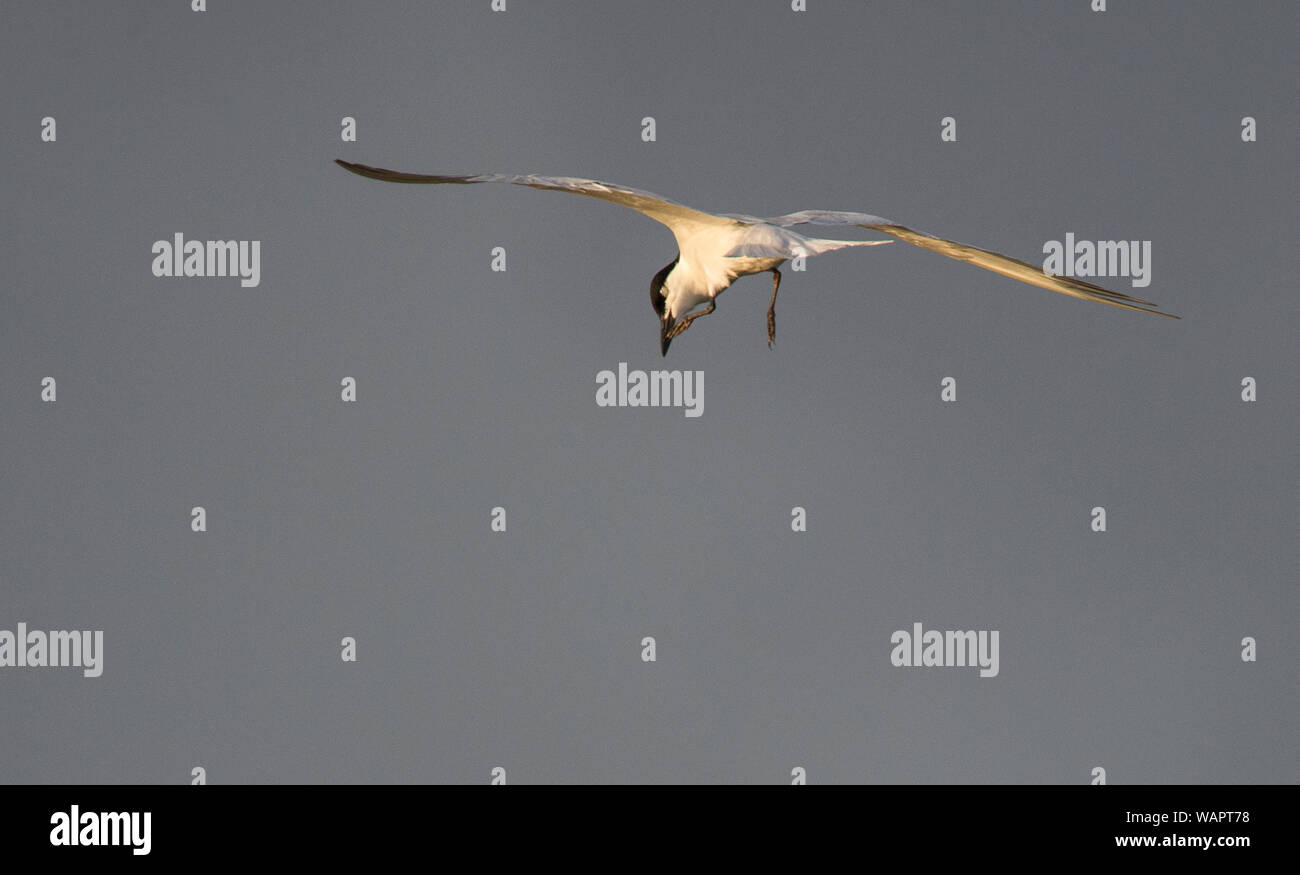 UNITED STATES: June 19, 2017: A common tern hunts in the salt marshes ...