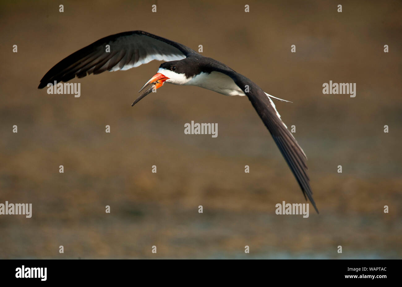 Black Skimmer :: Rynchops niger Stock Photo - Alamy