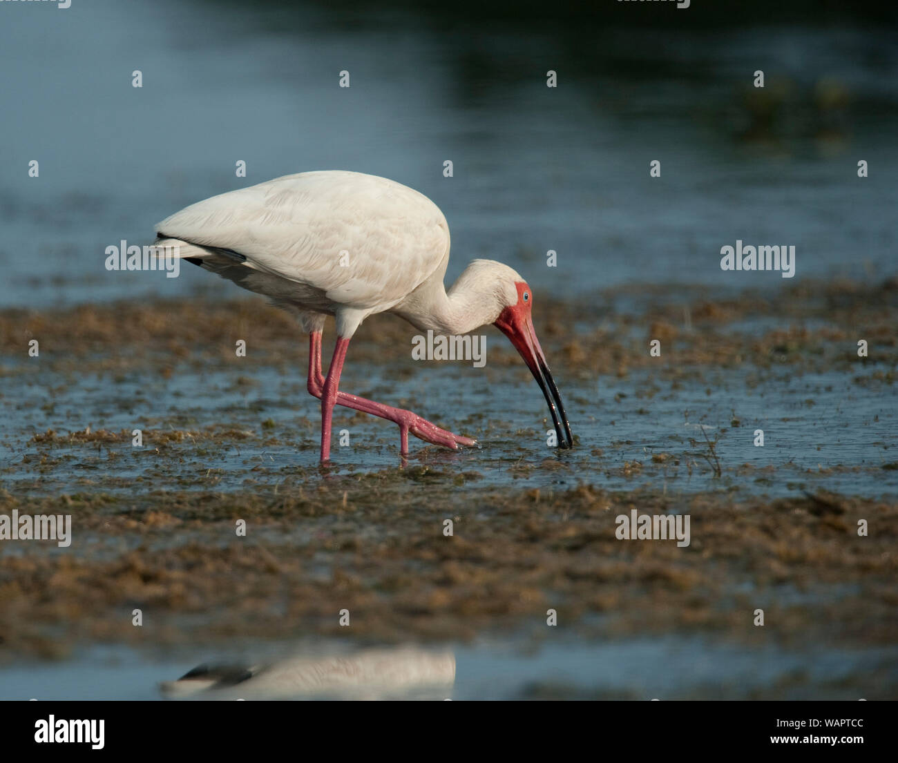 White Ibis :: Eudocimus albus Stock Photo - Alamy