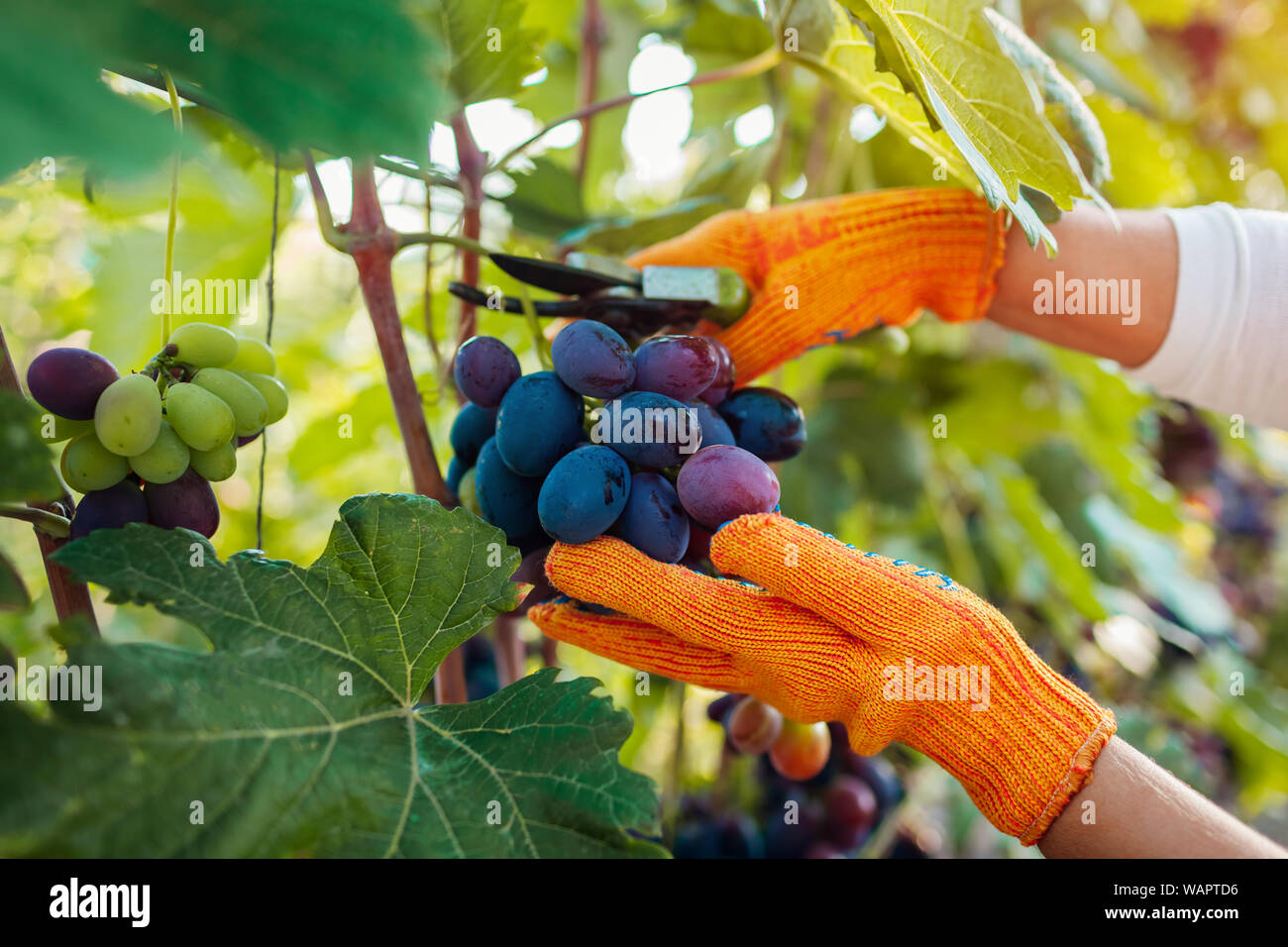 Farmer gathering crop of grapes on ecological farm. Woman cutting blue ...