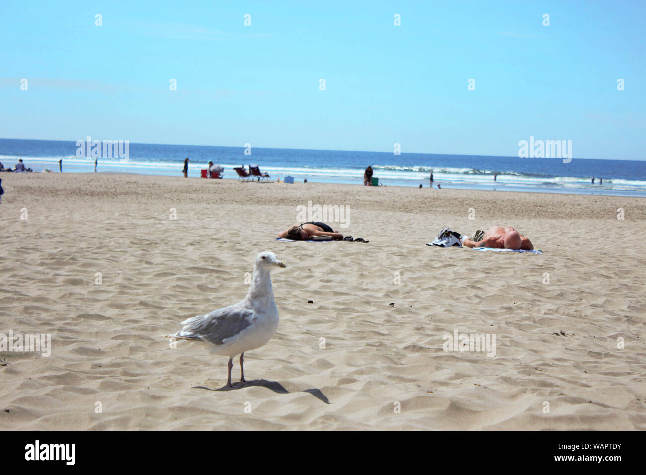 A seagull poses along the Oregon coast on a warm sunny day Stock Photo ...