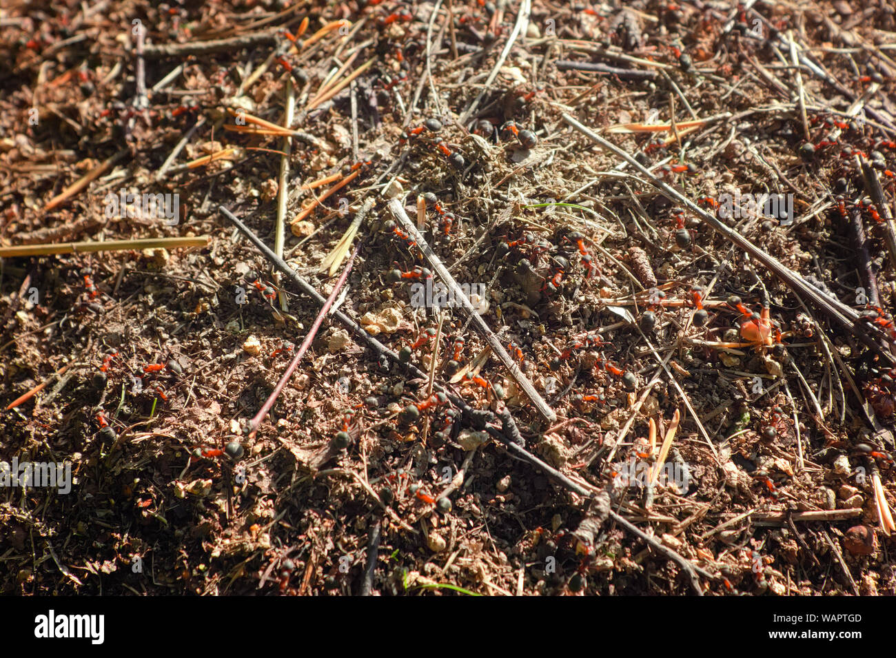 Ant hill red forest ants close-up. Red ants on forest floor. Formica ...