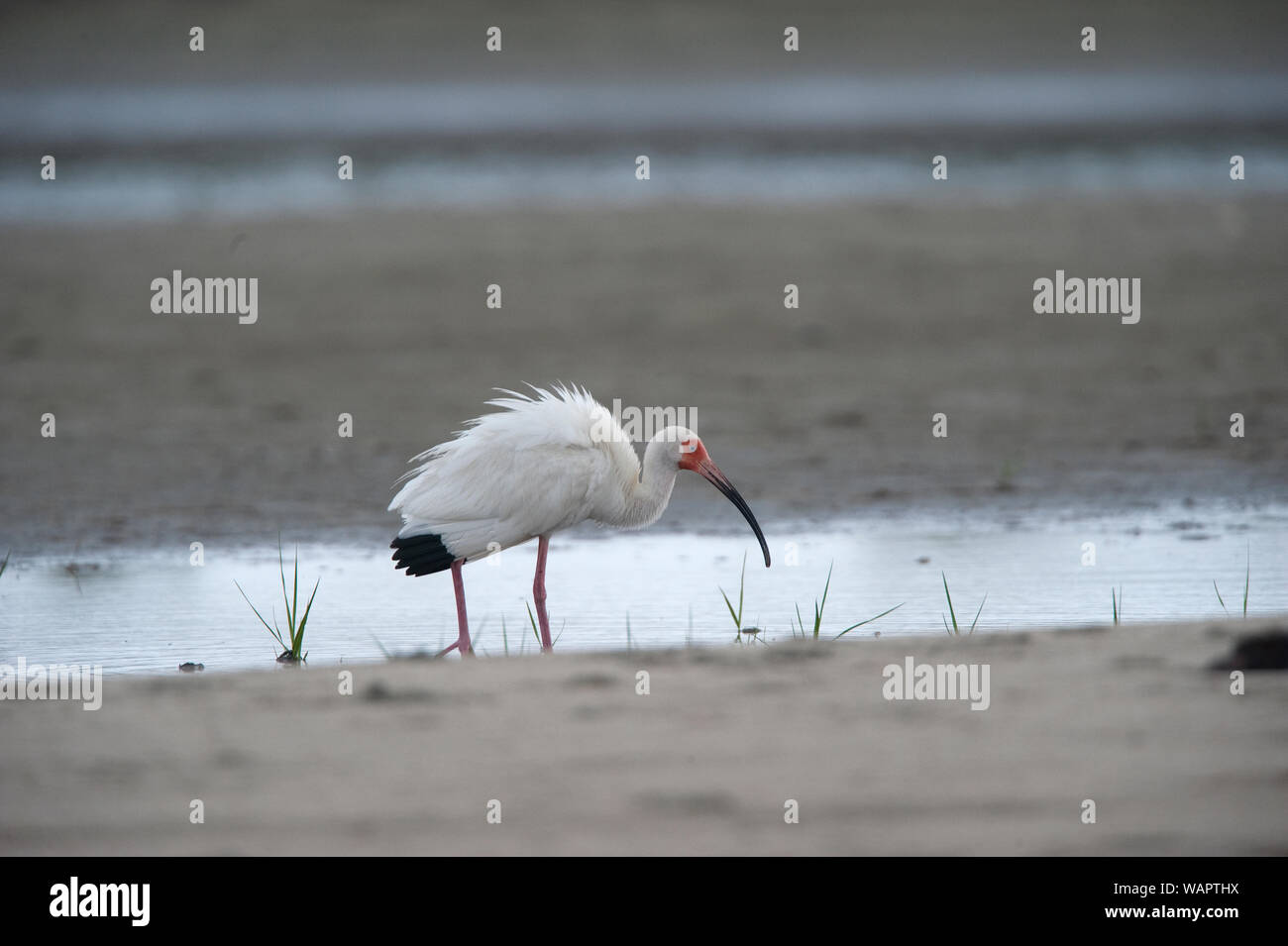 UNITED STATES - June 14 : White Ibis :: Eudocimus albus. (Photo By ...
