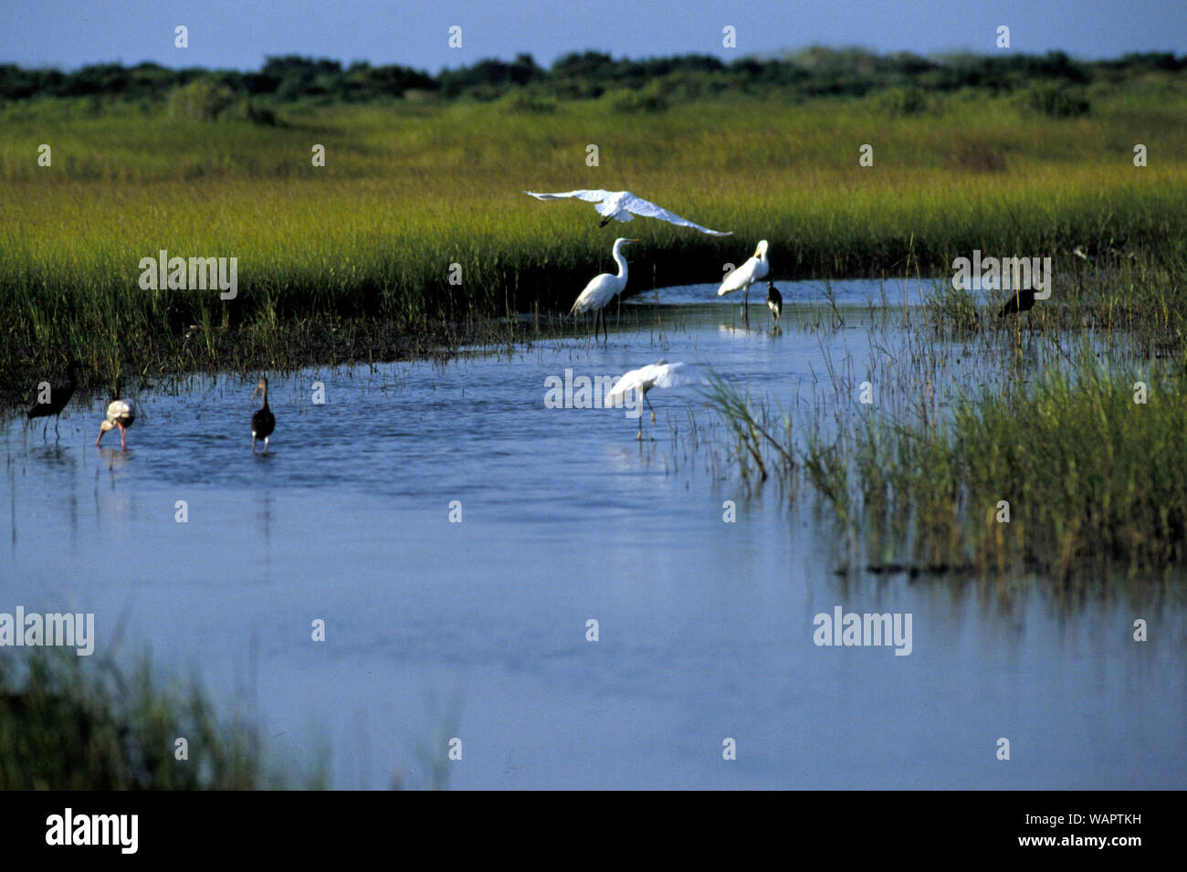 GreatEgert120301 -- Great Egert Stock Photo - Alamy