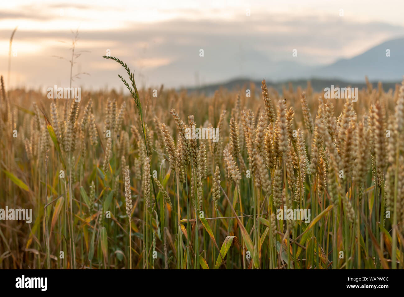 wheat yellow field against beautiful mountains background Stock Photo ...
