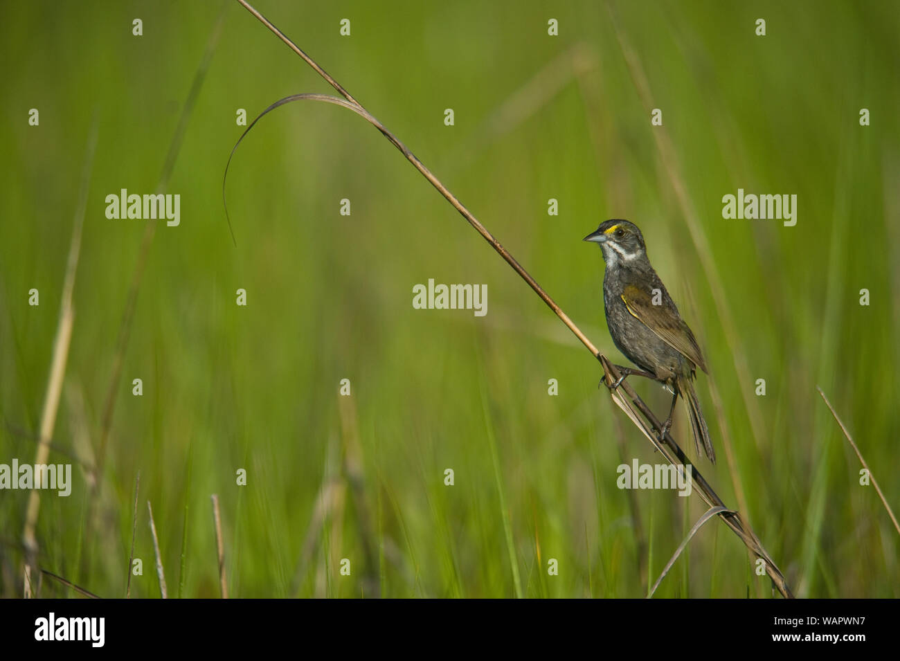 Song sparrow gulf island hi-res stock photography and images - Alamy