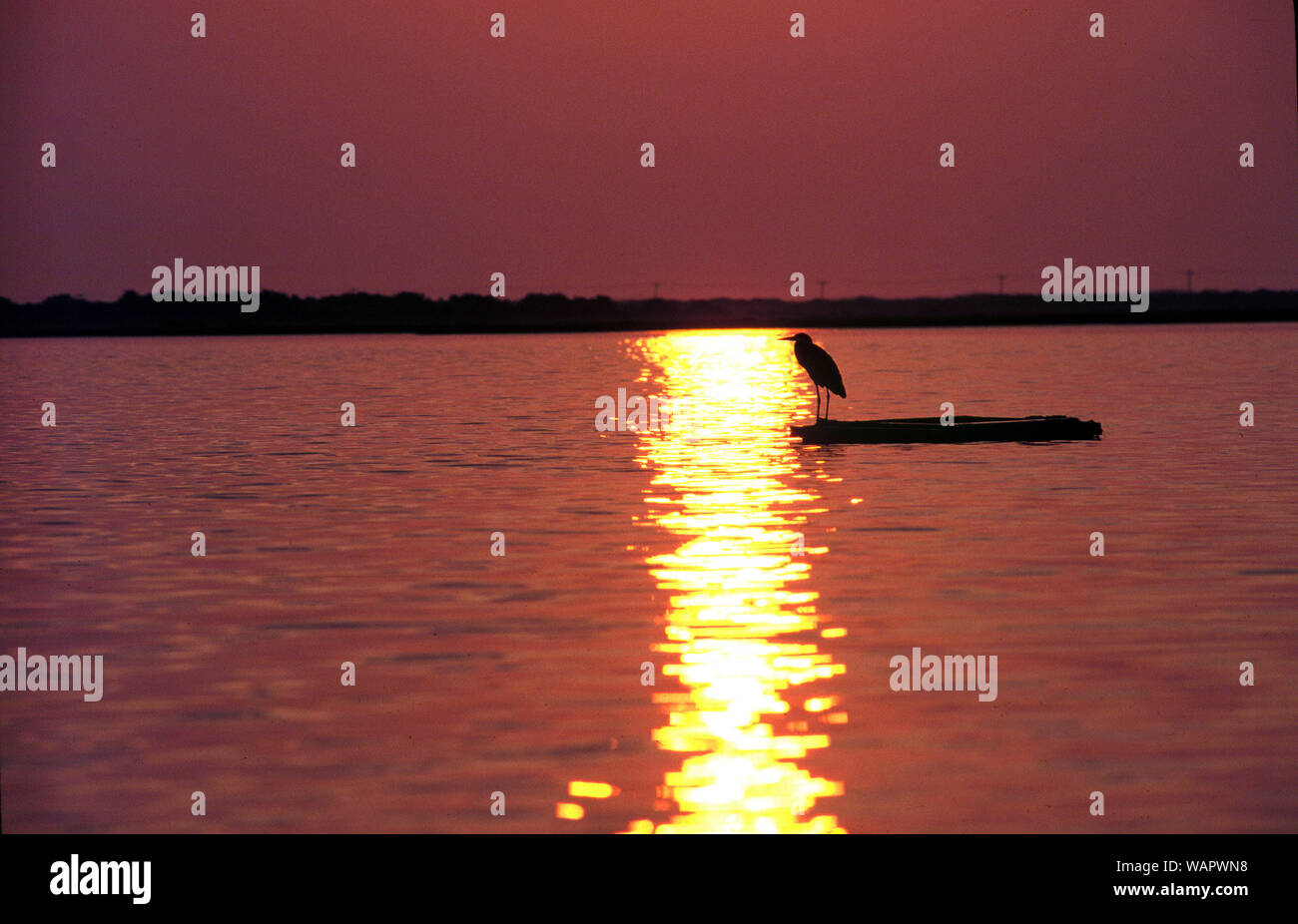 Egert watching hi-res stock photography and images - Alamy