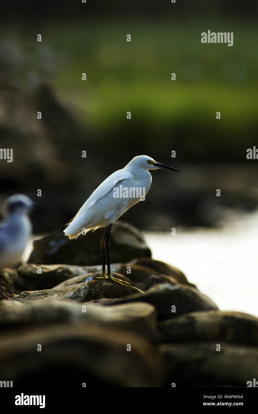 Egert watching hi-res stock photography and images - Alamy