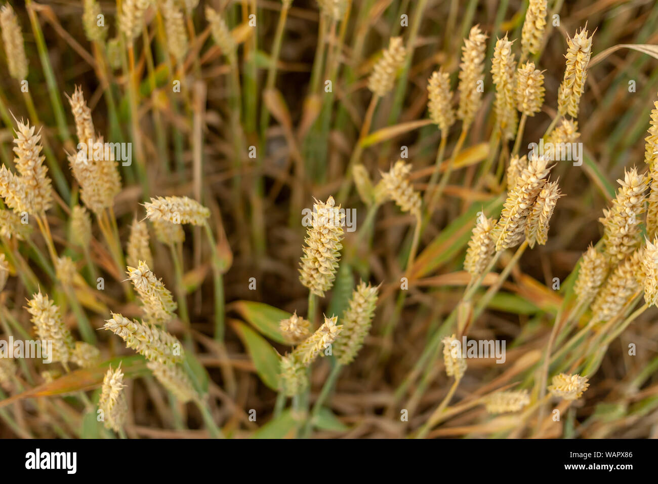 Stikelet hi-res stock photography and images - Alamy