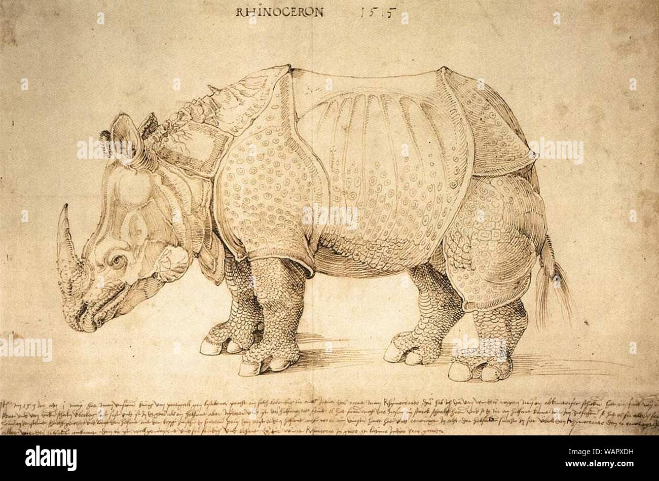 Durer rhinoceros hi-res stock photography and images - Alamy
