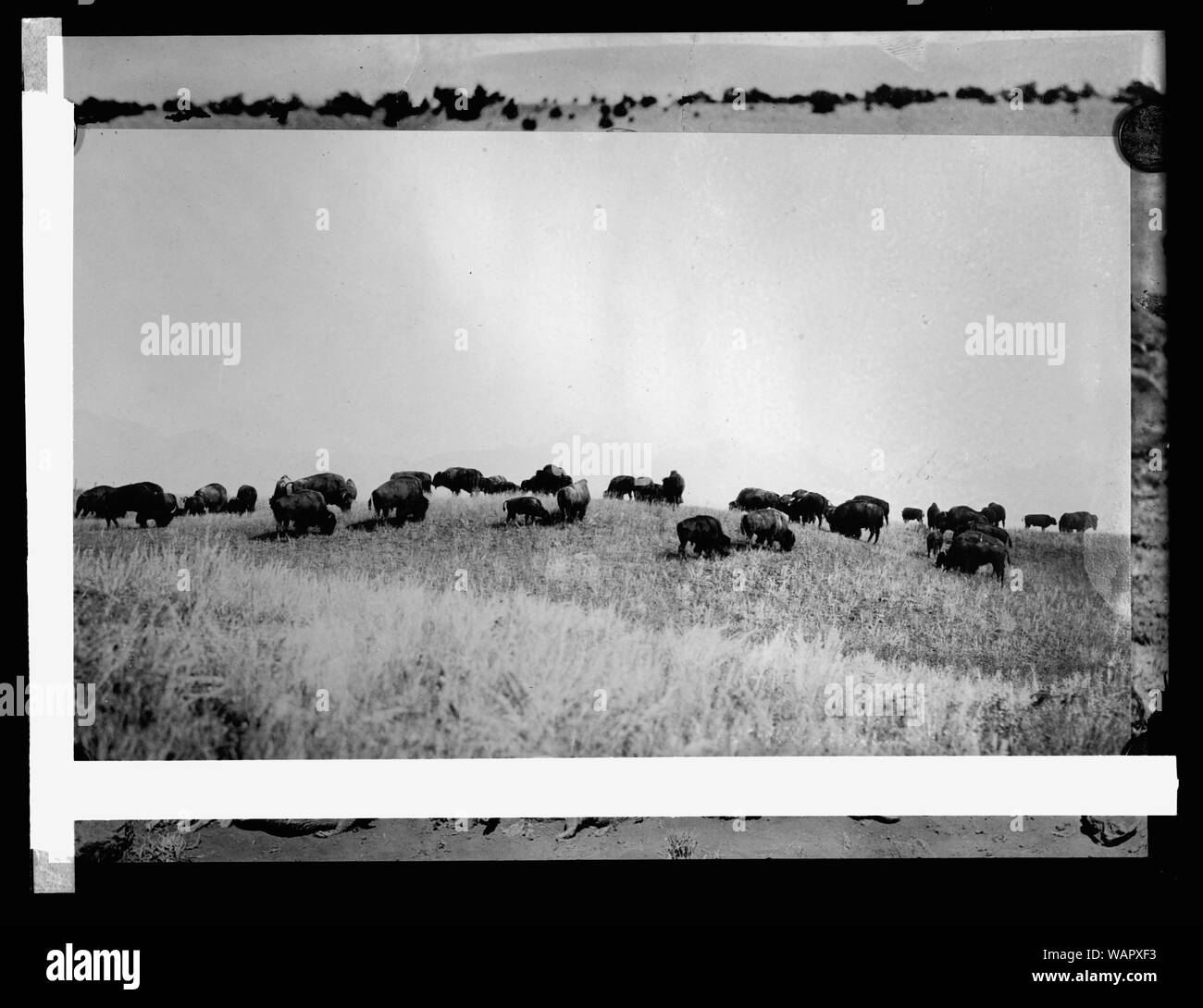 Biological survey Black and White Stock Photos & Images - Alamy