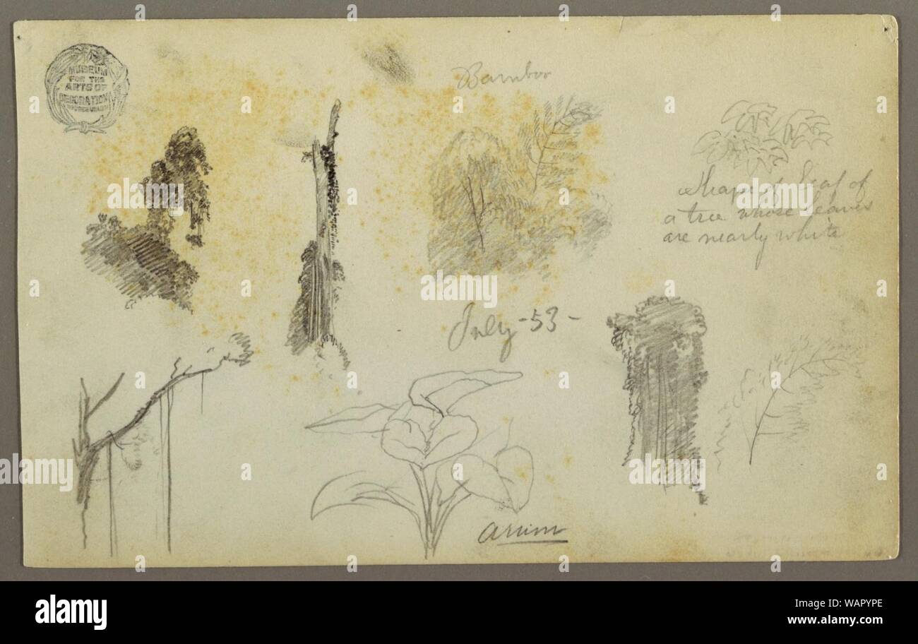 Drawing, Botanical Sketches from Colombia- Bamboo Trees, Trunks and ...