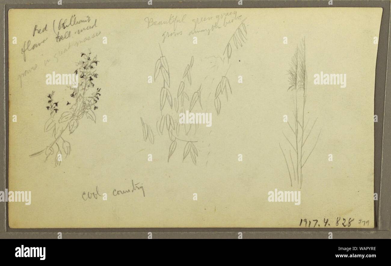 Drawing, Botanical Sketches, house; botanical sketches, 1857 Stock ...