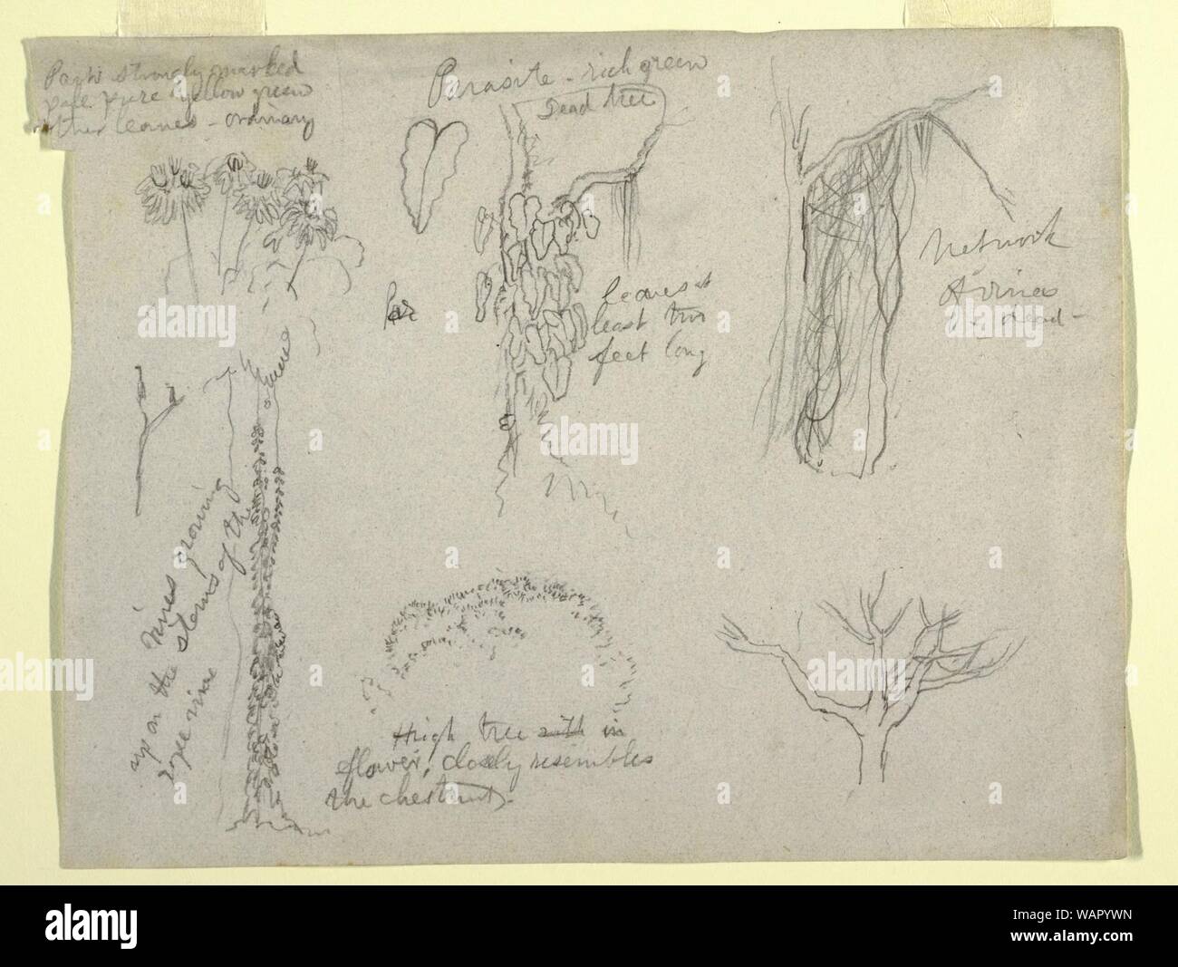 Parasite studies hi-res stock photography and images - Alamy