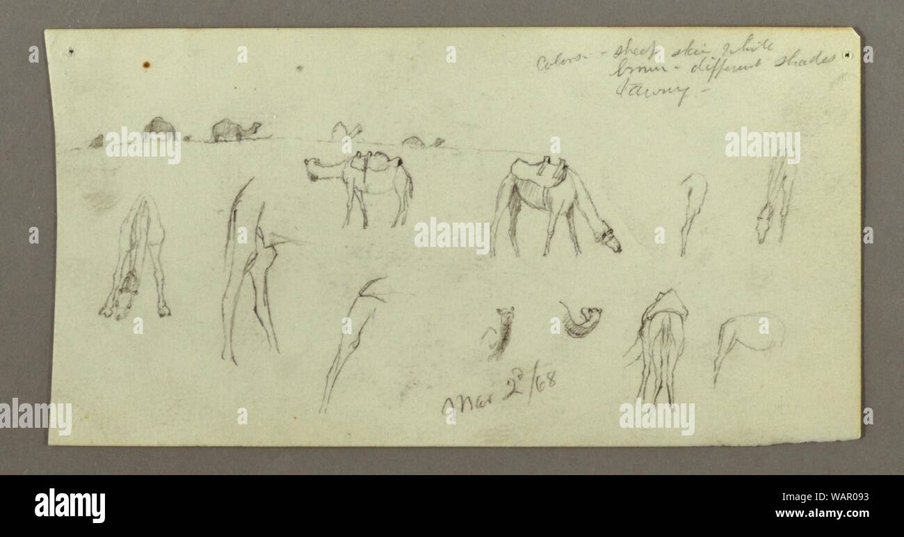 Camel studies hi-res stock photography and images - Alamy