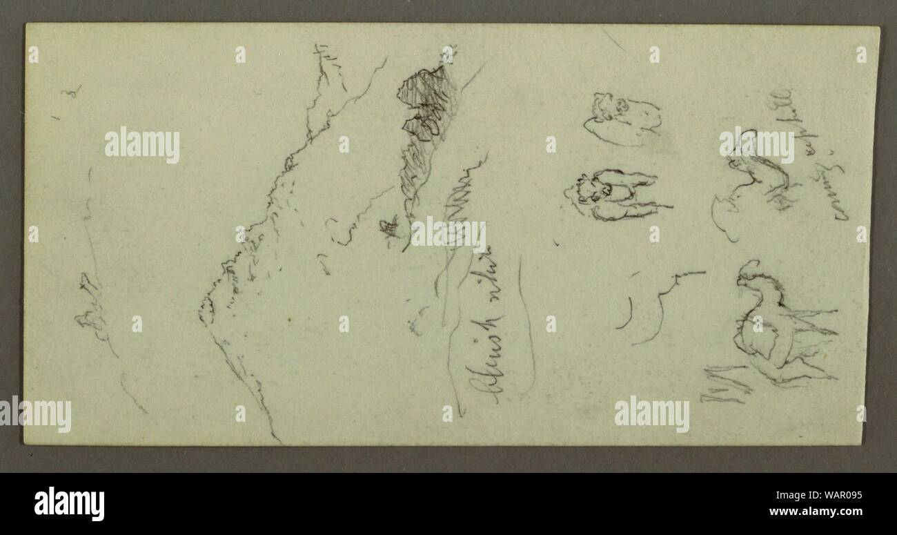 Camel studies hi-res stock photography and images - Alamy