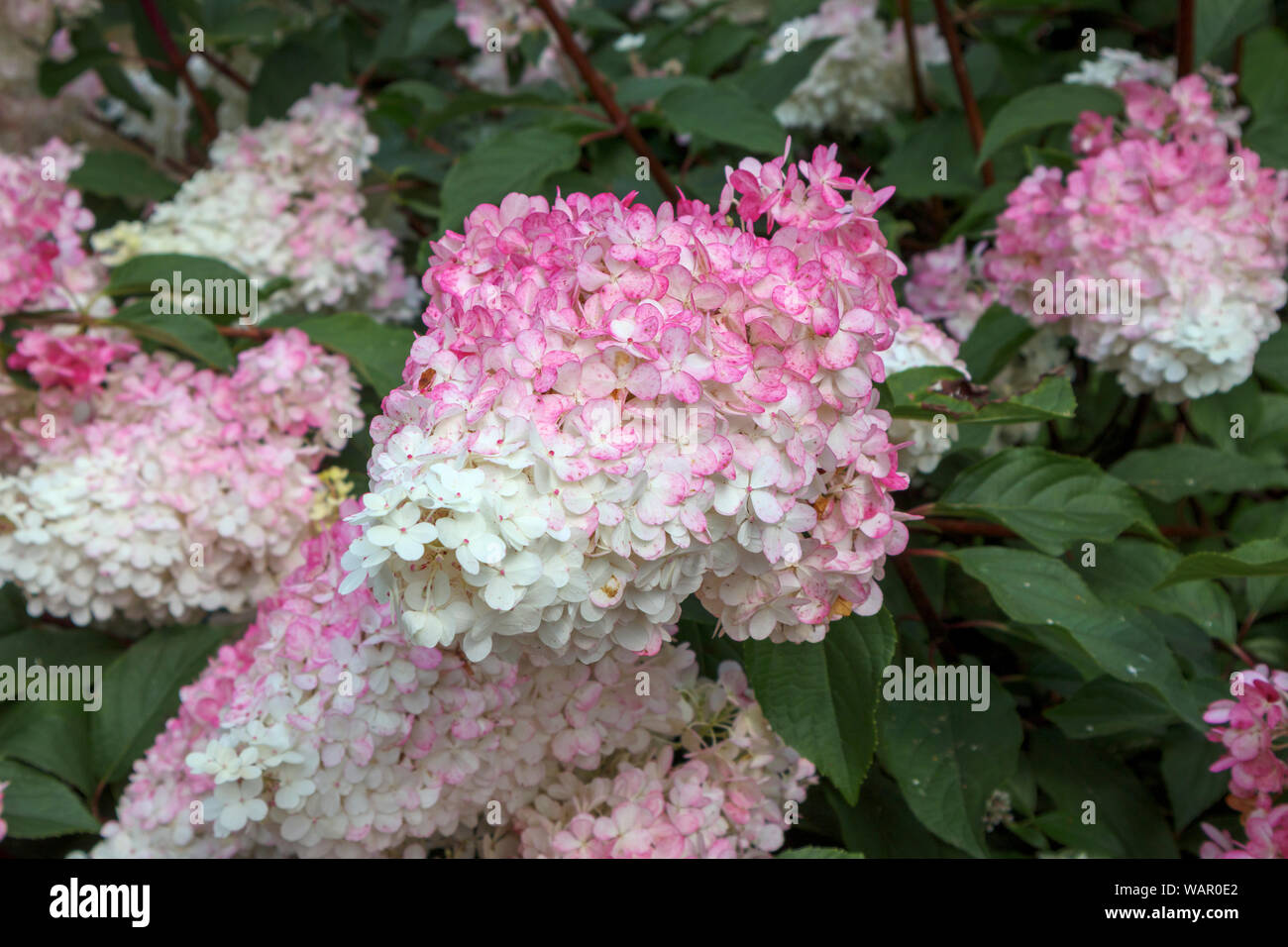 Creamy white to pink flowers of Hydrangea paniculata (panicled ...