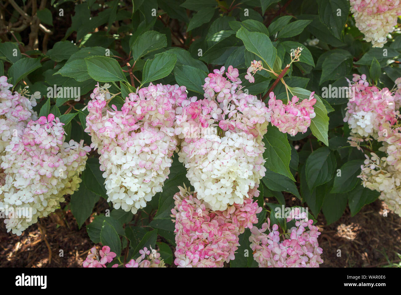 Creamy white to pink flowers of Hydrangea paniculata (panicled ...