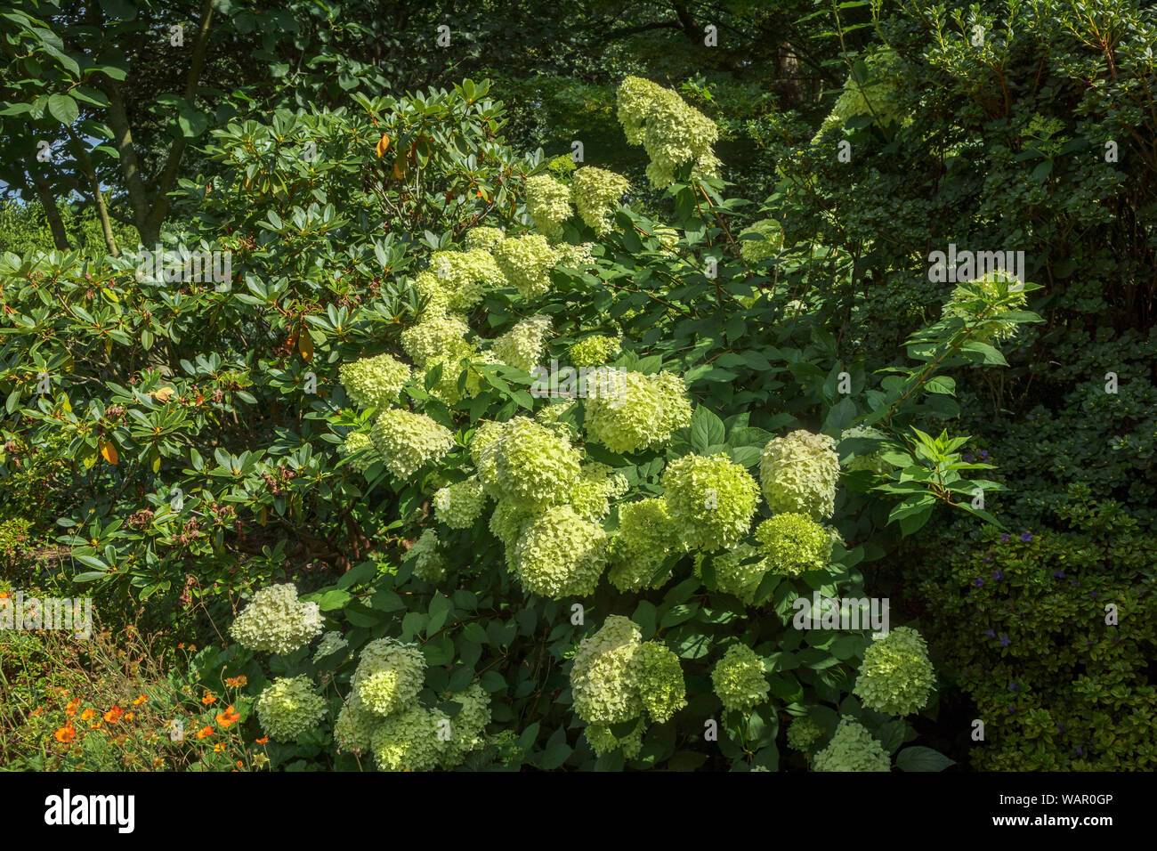 Yellow-green panicles of Hydrangea paniculata 'Limelight' flowering in ...
