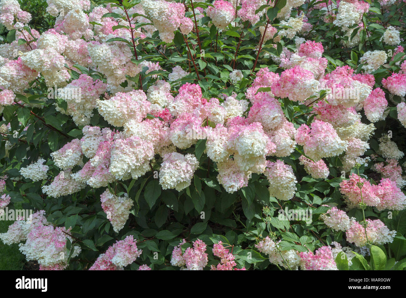 Creamy white to pink flowers of Hydrangea paniculata (panicled ...