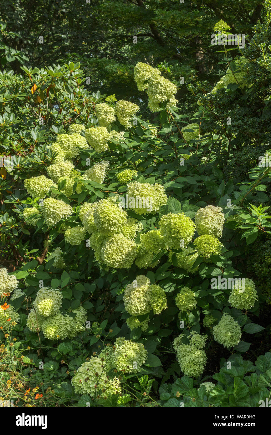 Yellow-green panicles of Hydrangea paniculata 'Limelight' flowering in ...