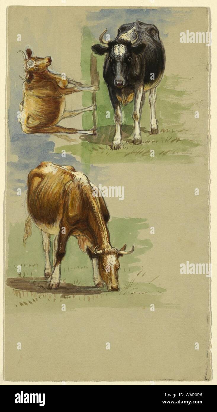 Drawing, Cattle, Steers, 1875–80 Stock Photo - Alamy
