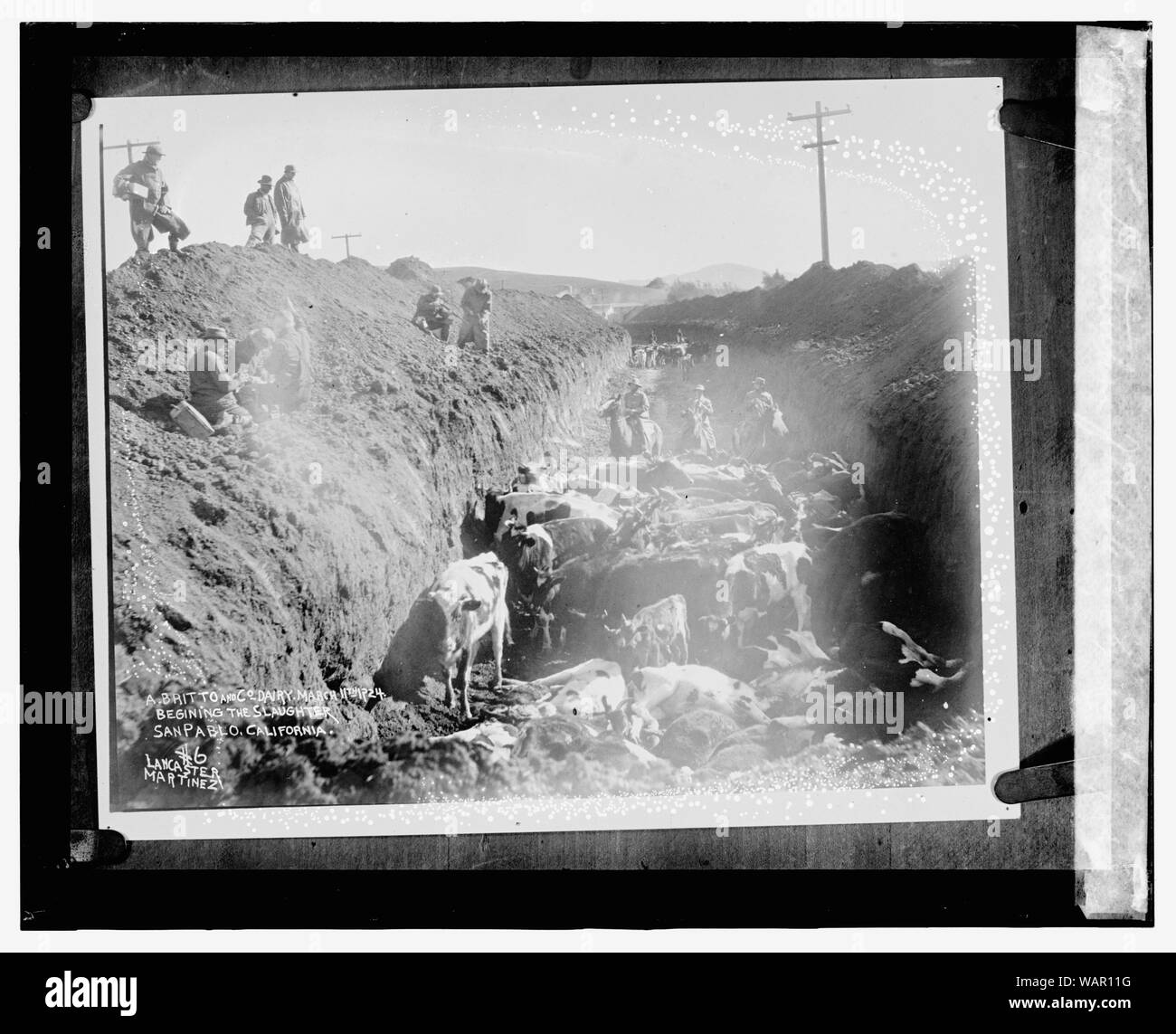 Cattle in the Cut Out Stock Images & Pictures - Alamy