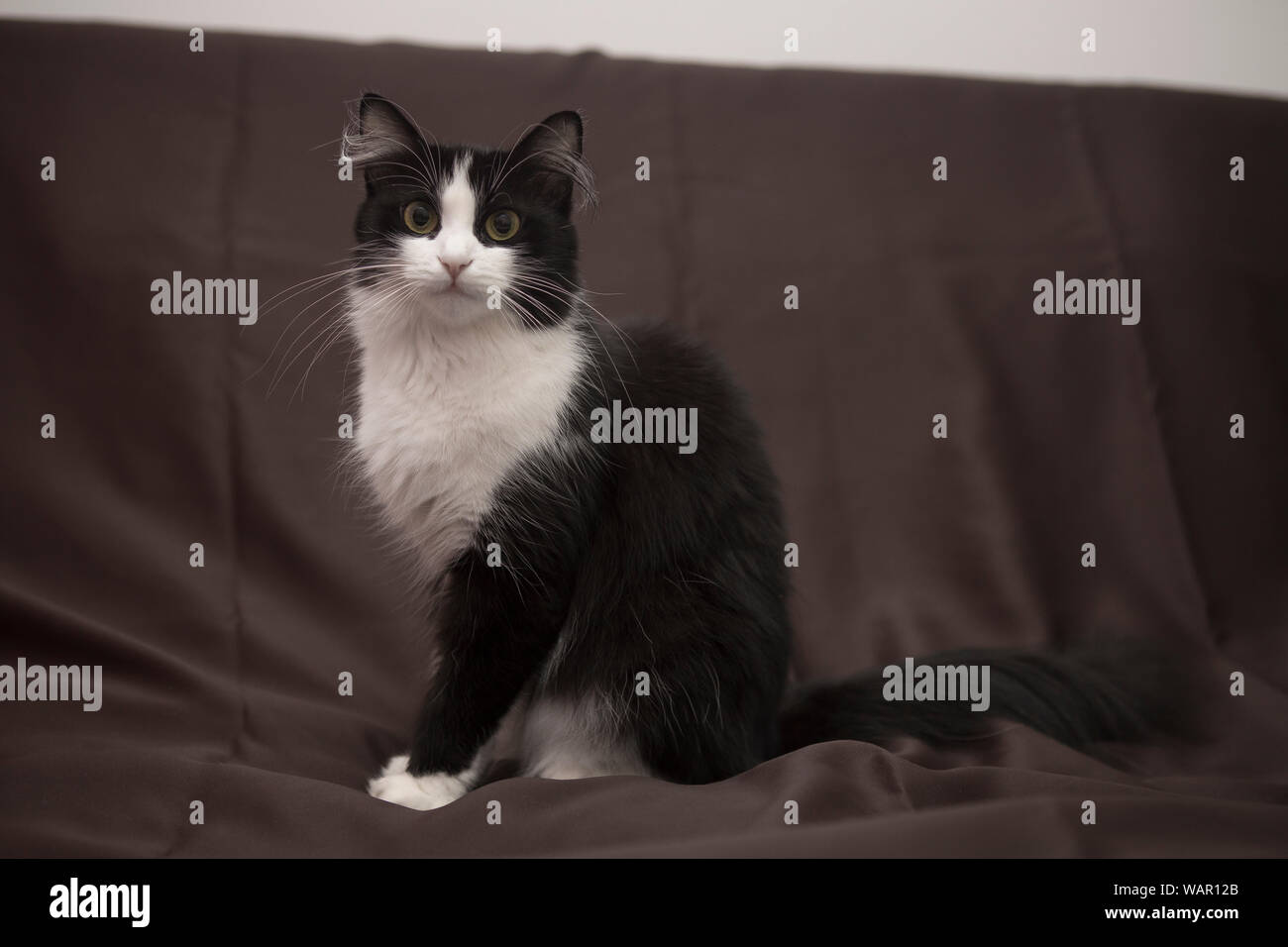 Studio portrait of a beautiful furry cat Stock Photo - Alamy