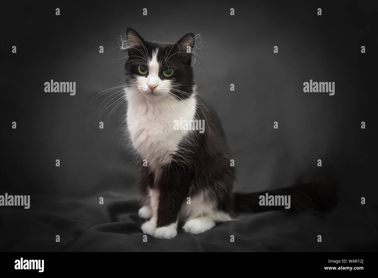 Studio portrait of a beautiful furry cat Stock Photo - Alamy
