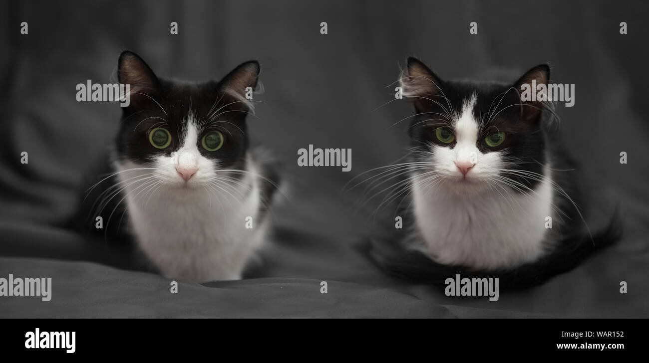 Studio portrait of a beautiful furry cat Stock Photo - Alamy