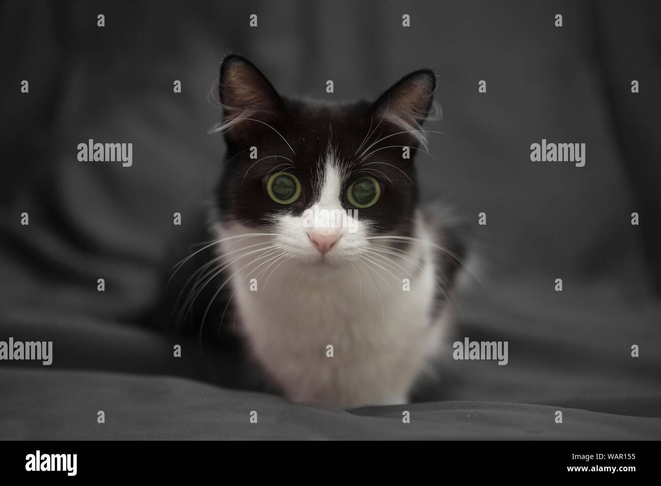 Studio portrait of a beautiful furry cat Stock Photo - Alamy
