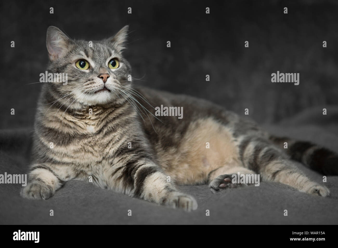 Studio portrait of a beautiful furry cat Stock Photo - Alamy