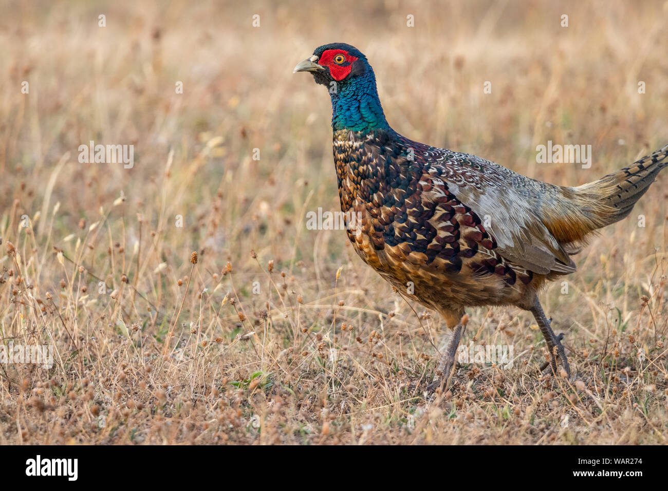Beautiful pheasant running on a yellow field with grass Stock Photo - Alamy