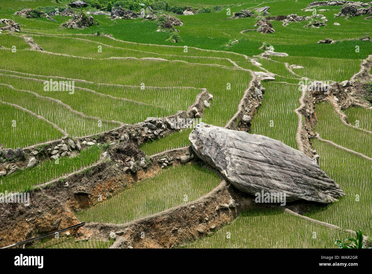 Walk through the rice fields in the morning 3 Stock Photo - Alamy