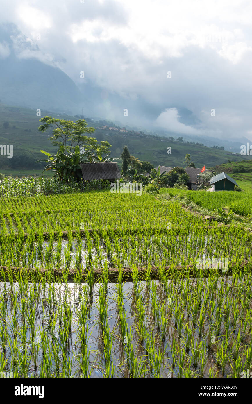 Walk through the rice fields in the morning 6 Stock Photo - Alamy