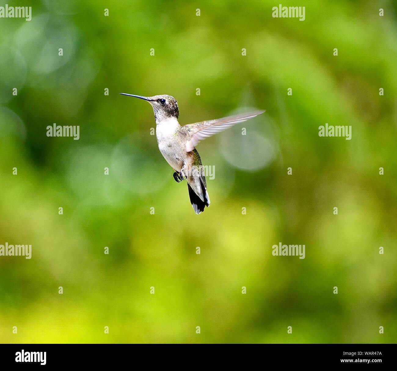 hummingbird in flight Stock Photo - Alamy
