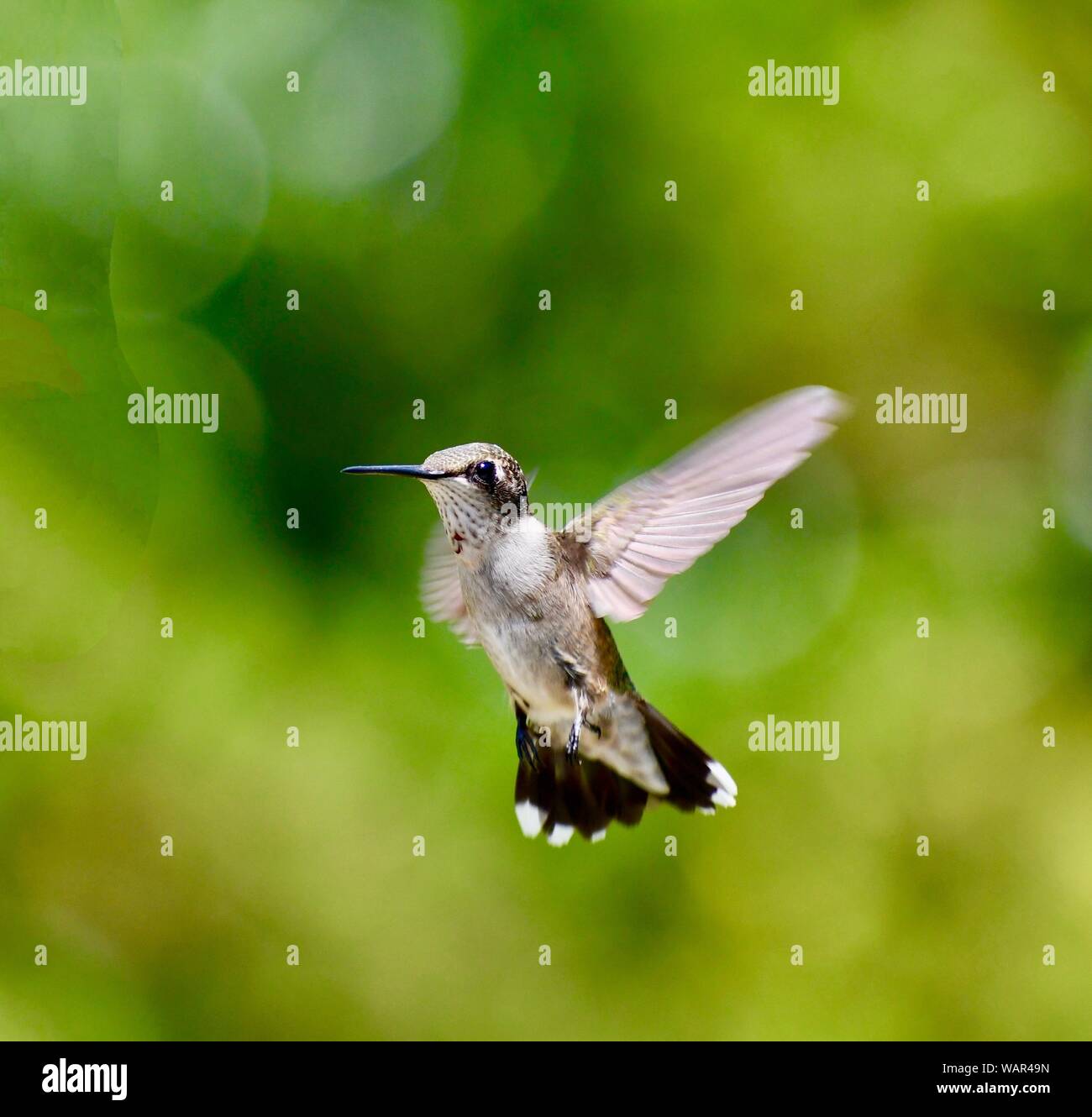hummingbird in flight Stock Photo - Alamy