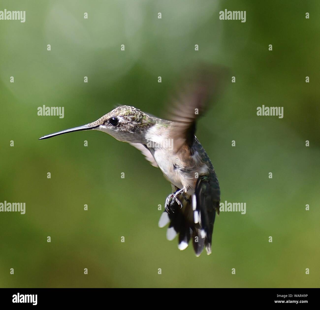 hummingbird in flight Stock Photo - Alamy