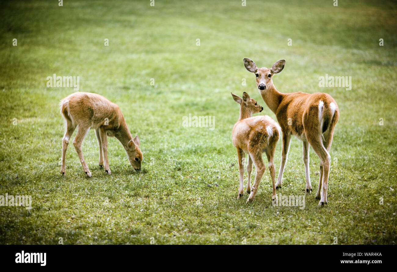 three deer grazing Stock Photo - Alamy