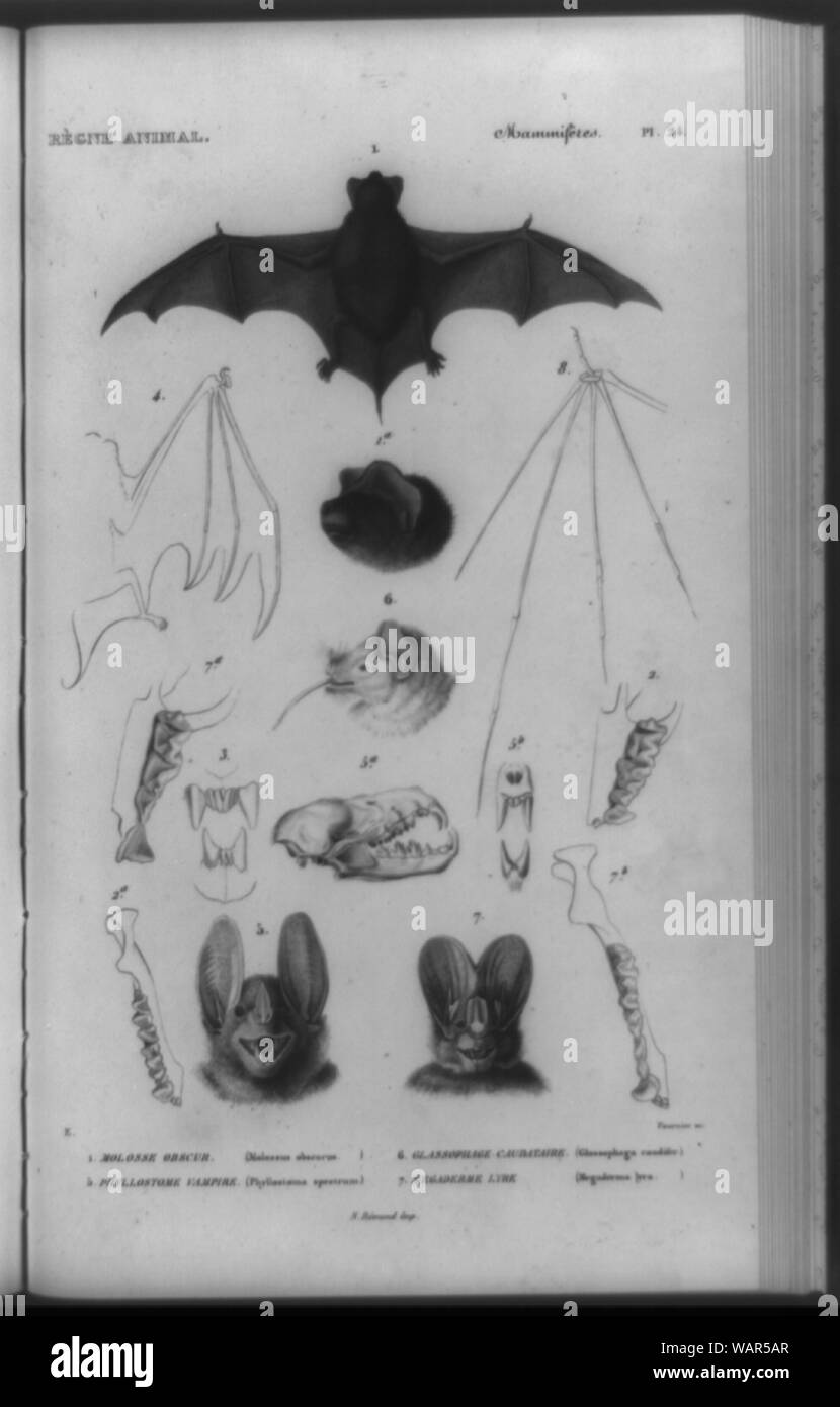 Different species of bats, with details of heads, wing and teeth ...